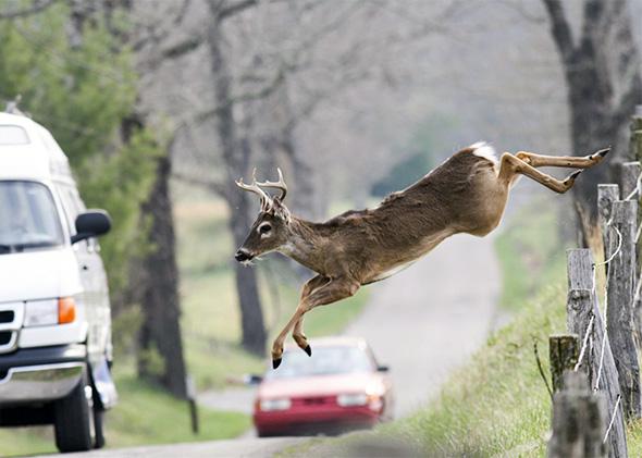 Deer car crashes: How to avoid and survive collisions with North ...