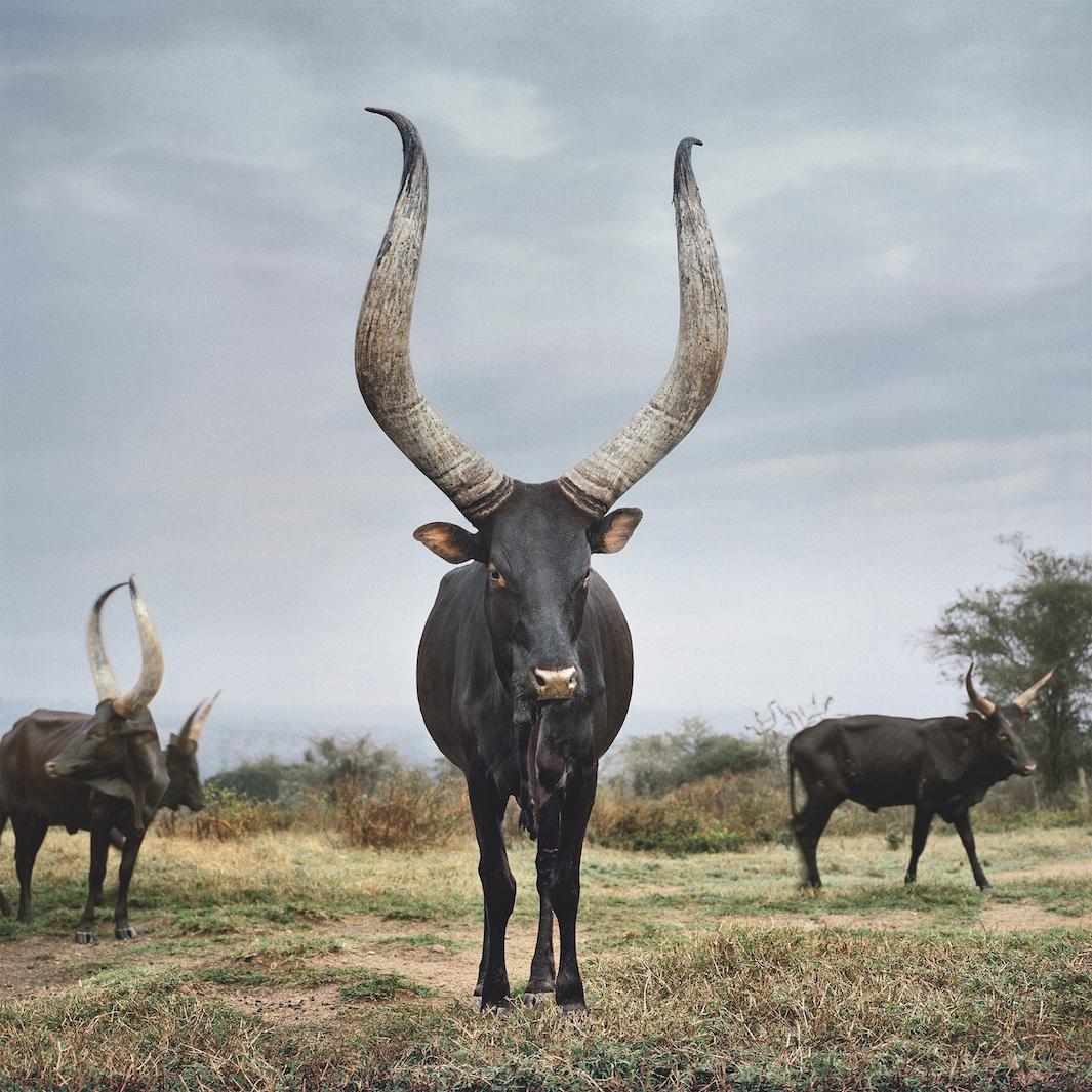 Daniel Naude photographs cows in his book, Sightings of the Sacred.