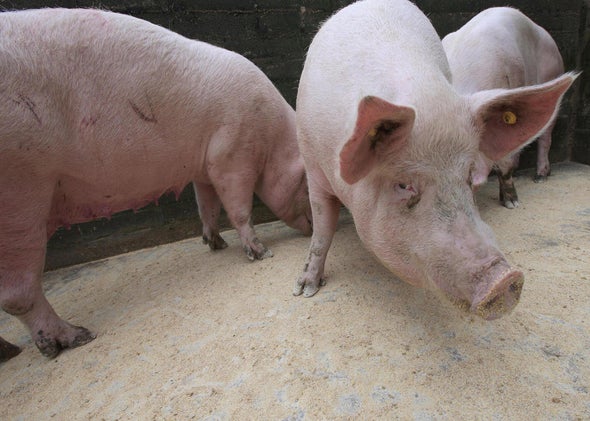 Can $74 million worth of pig semen heal the rift between Britain and China?
