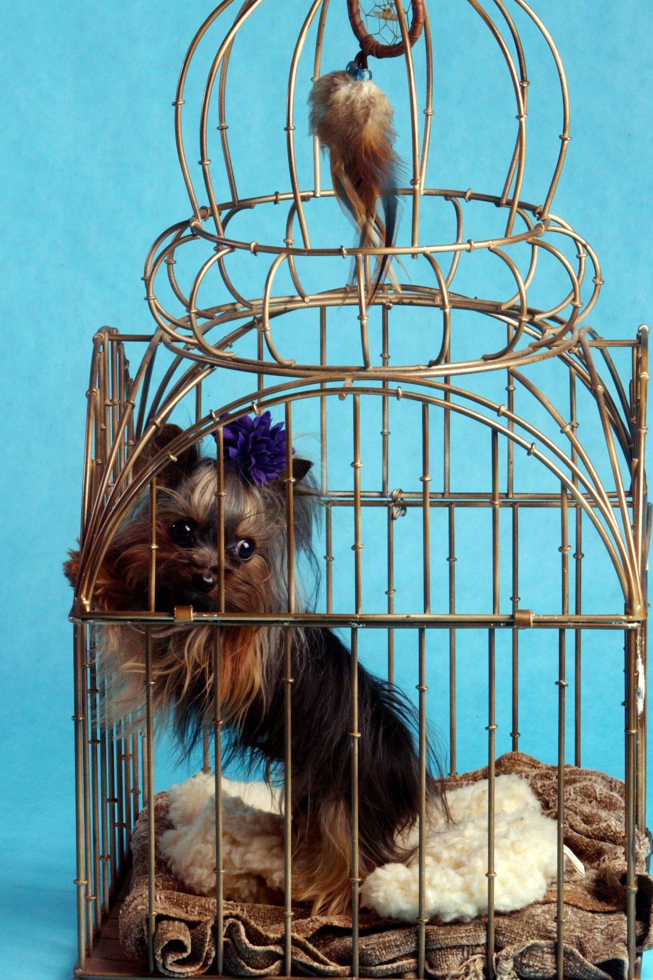 World's smallest dog? The story of Tiny Pinocchio, a Yorkie with ...