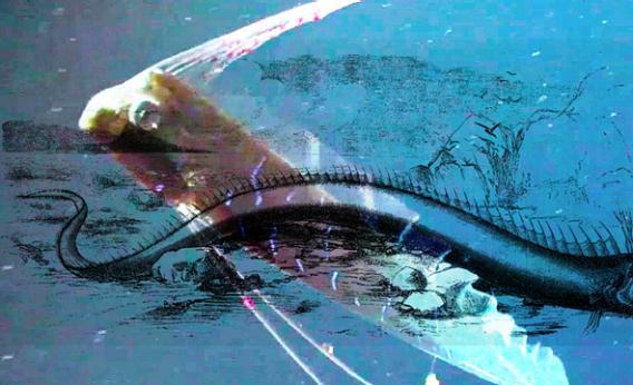 Oarfish video: “Real-life sea serpent” caught on Gulf underwater video.