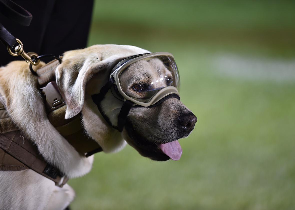 Watch Mexican soccer team honor Frida the rescue dog in emotional ceremony.