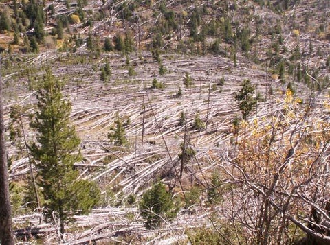 Montana microburst: powerful downward wind blast knocks down trees like ...