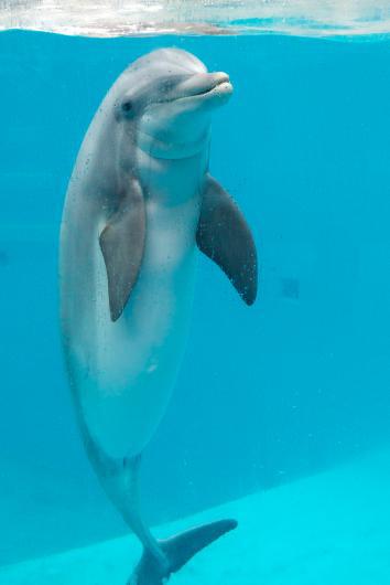 Google cybernetic dolphins: Can technology create human-dolphin ...