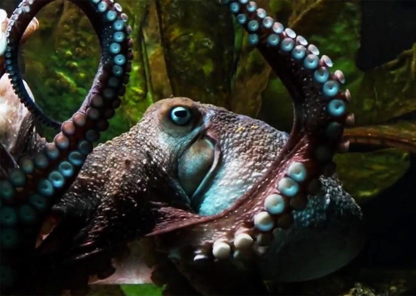 Inky’s aquarium escape reveals the mystery of octopus intelligence.