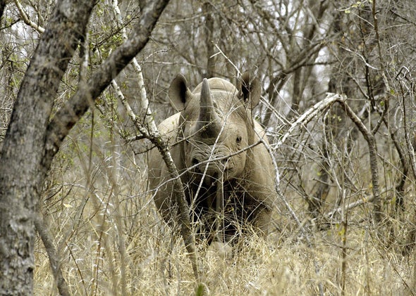 Dallas Safari Club: black rhino hunting permit auctioned for $350,000.