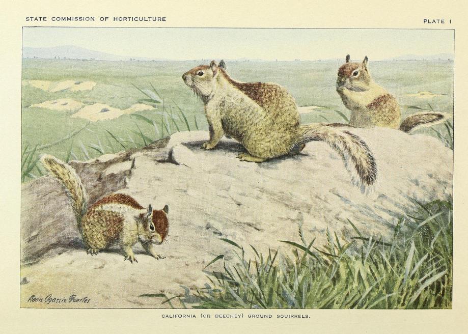 In 1918, California drafted children into a war on squirrels that led ...