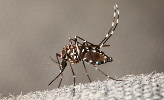 Dengue fever in United States: Breakbone fever outbreaks Florida, Texas ...