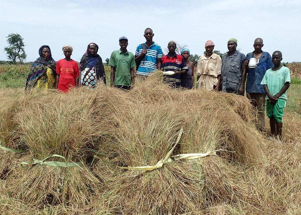 Fonio: Could this forgotten West African grain be the world’s next ...
