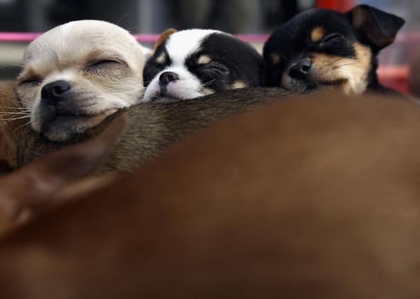 Cute etymology and history: From sharp, keen, or shrewd to charming and ...