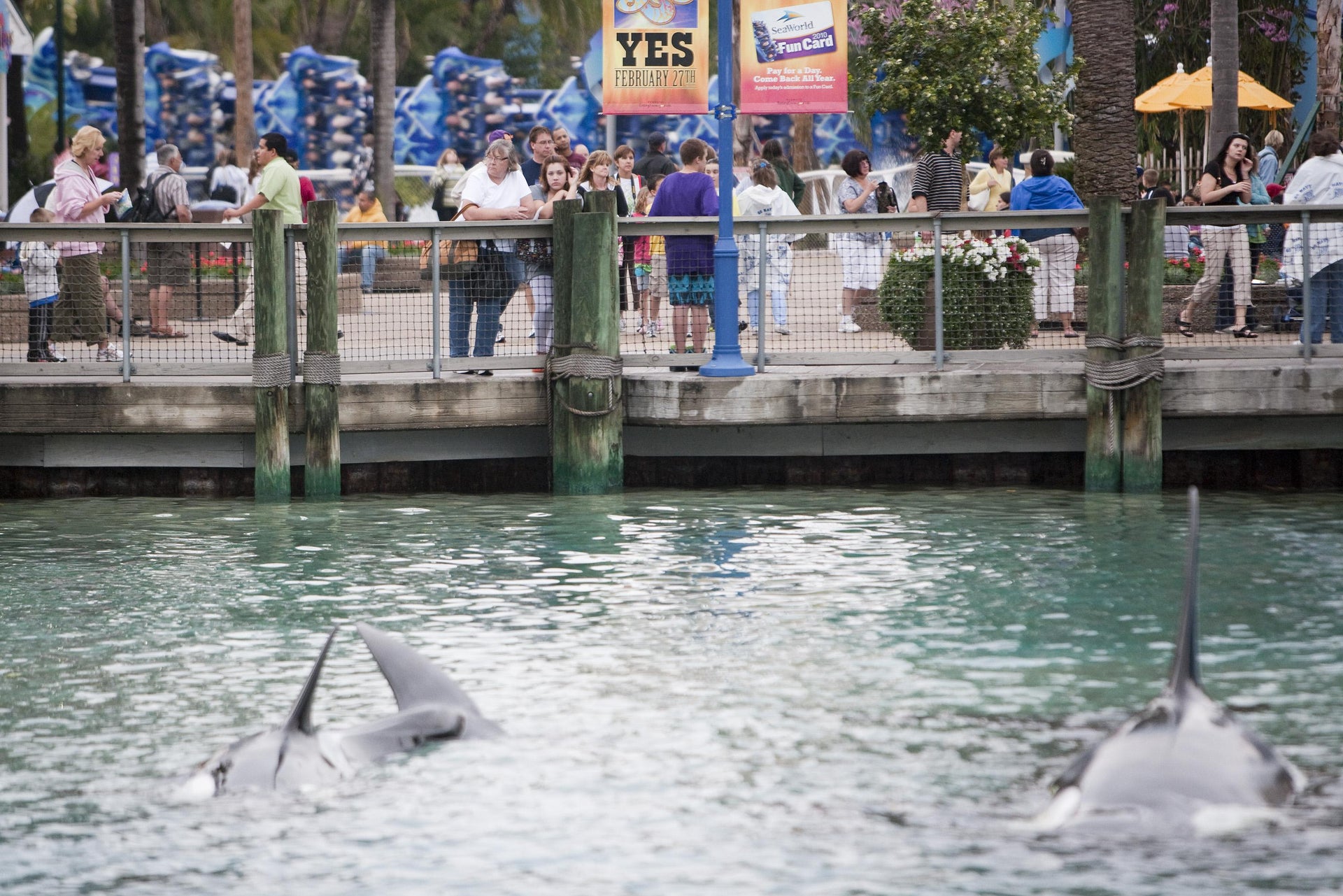 SeaWorld stock is crashing, and attendance is falling.