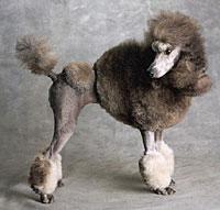 The genesis of the poodle hairdo.
