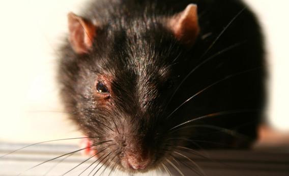 NYPD on the West Indian Day Parade: When did rat become the word for ...