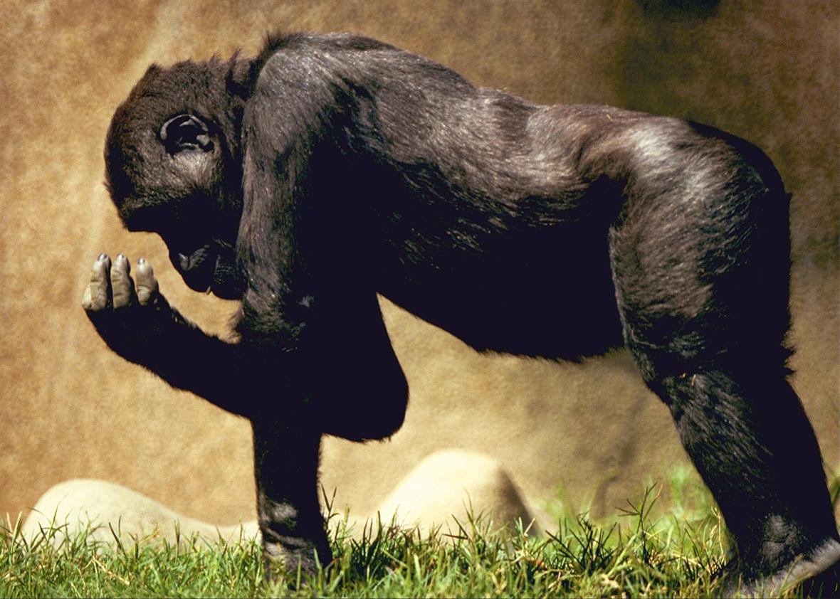 How apes beat humans at certain memory tests.