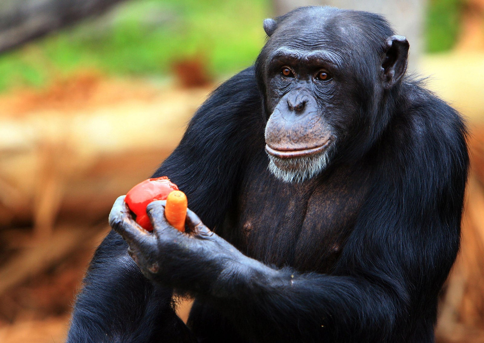 Chimpanzees have brain power to cook study finds.