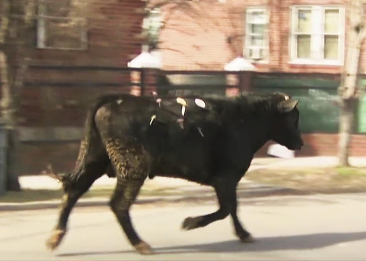 The Queens bull isn’t the first escapee in NYC.