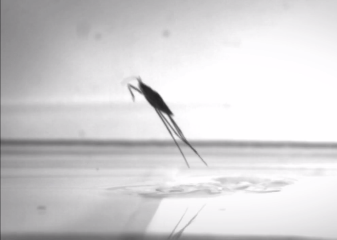 Insect walk and jump on water: Robot shows how water strides do it (VIDEO).