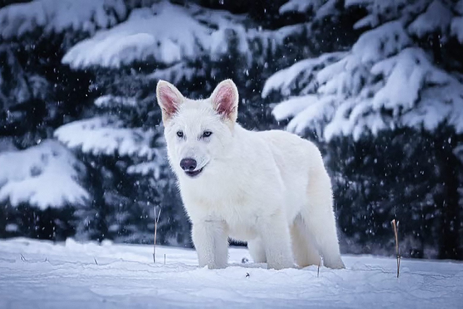 Dire wolf de-extinction: The Colossal scientists messed up one crucial ...