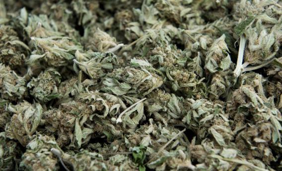 Marijuana Study Reveals Why Pot Smokers Forget