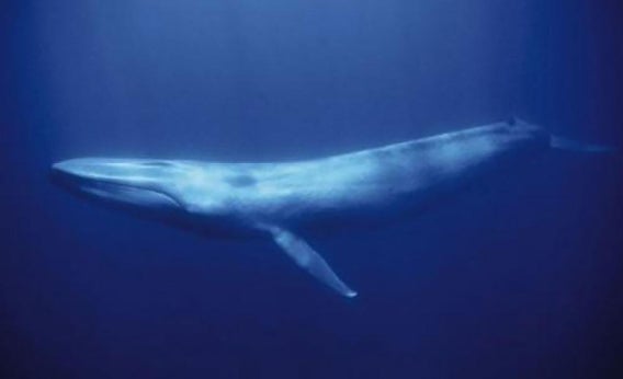 Whale earwax: Scientists discover whales’ lives are chronicled by ...