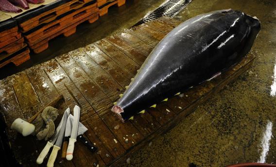 Bluefin Tuna: Radioactive fish have reached U.S. waters in wake of ...