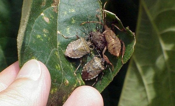 Asian stink bug invasion: Polar vortex kills large numbers of insects.