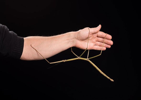 Longest insect in world: New species of walking stick in Vietnam nearly ...