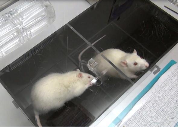 Animal empathy: Testing rats with water and chocolate (VIDEO).