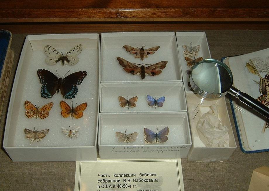 Vladimir Nabokov's butterfly collection