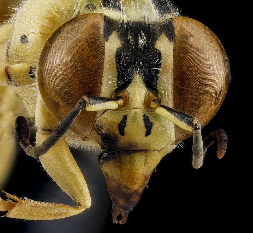 The U.S. Geological Survey Bee Inventory and Monitoring Lab photograph ...