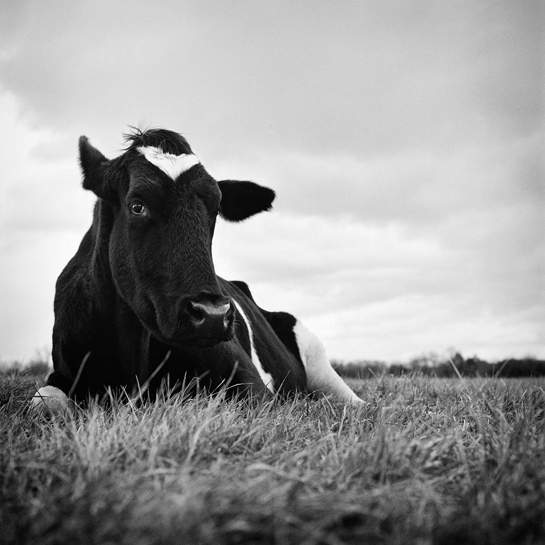Sharon Lee Hart photographs farm animals at sanctuaries in her book ...