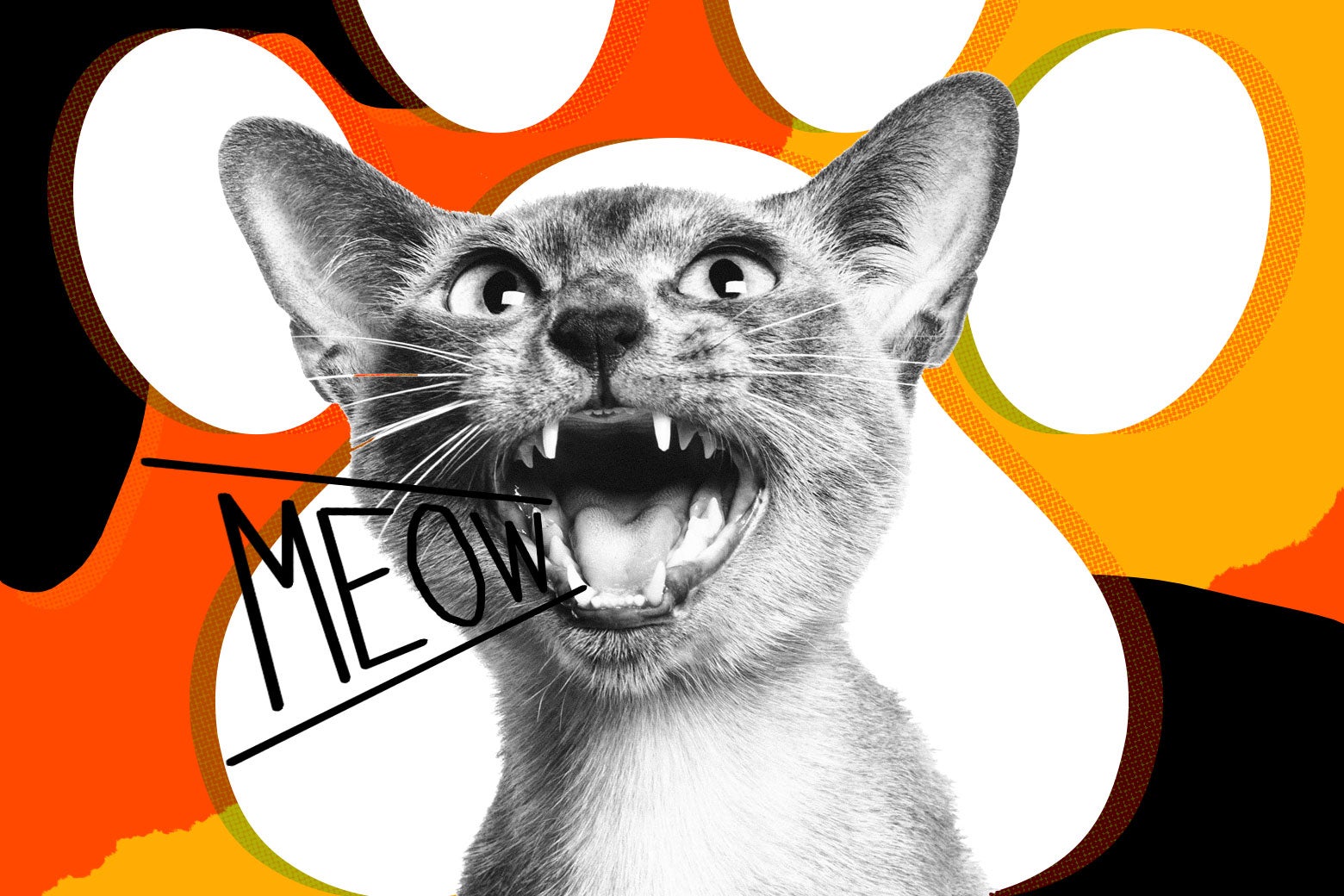 Beast Mode: My deaf cat screams all night.