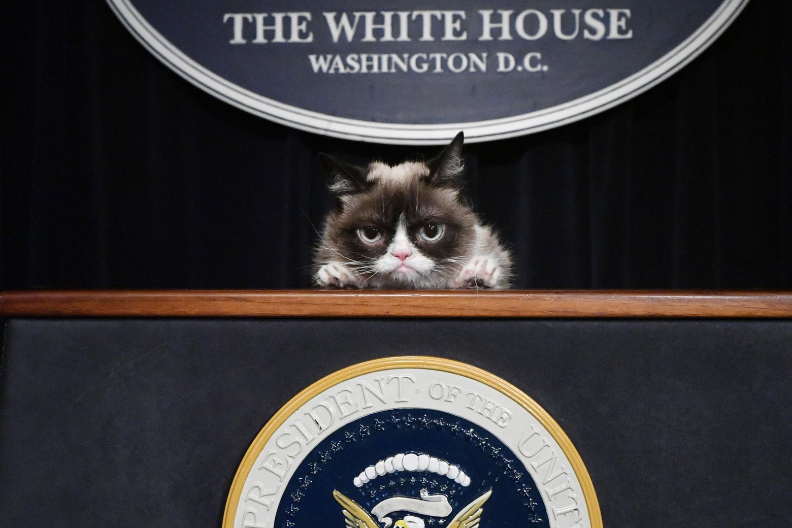 Mourning Grumpy Cat, and the electoral chances of New York City mayor ...