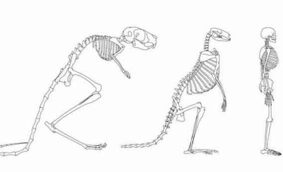 Why we walk on two legs: Evolutionary link between skull and bipedalism.
