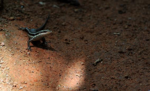 New lizard species discovered in the Caribbean raises endangered number ...