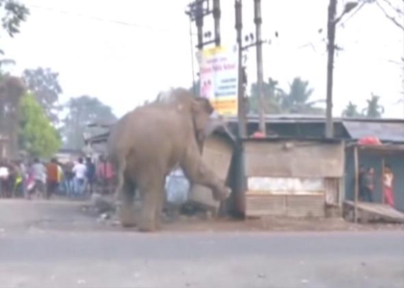 Elephant rampage in India.