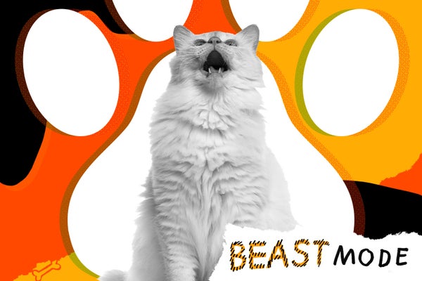 Hungry cat ruins my mornings: pet advice from Beast Mode.