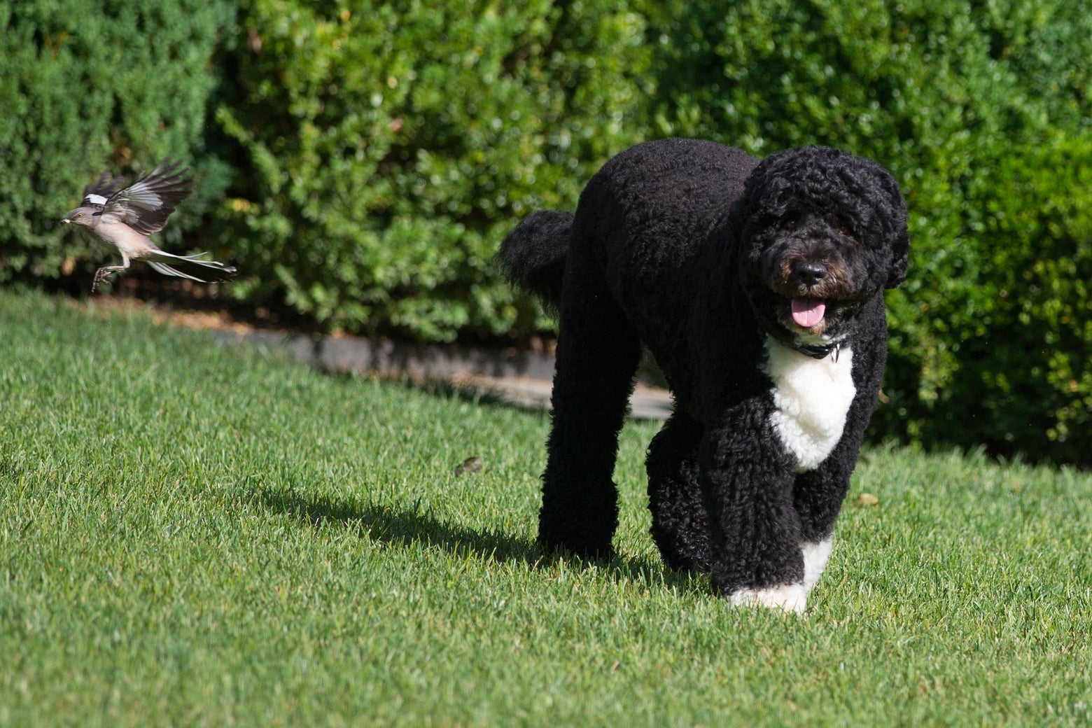 Obama family dog Bo dies from cancer.