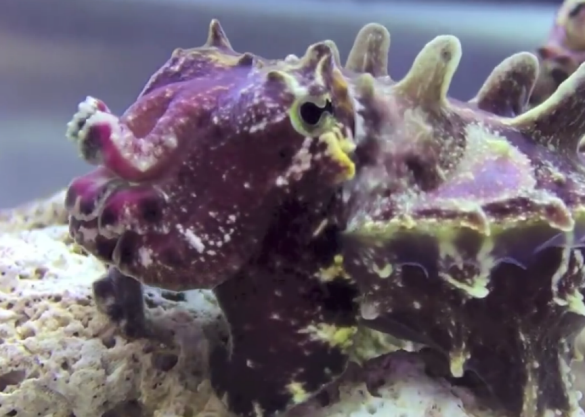 Flamboyant cuttlefish displays hypnotizing color-changing abilities (VIDEO).