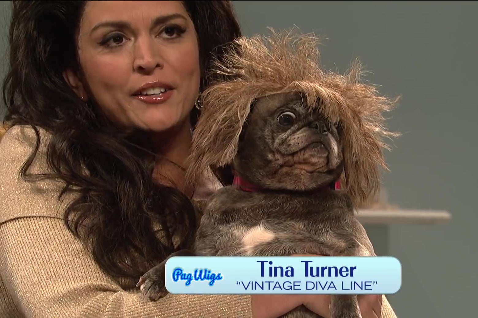 SNL pug wigs: Jonah Hill puts a bunch of wigs on dogs and it’s ...