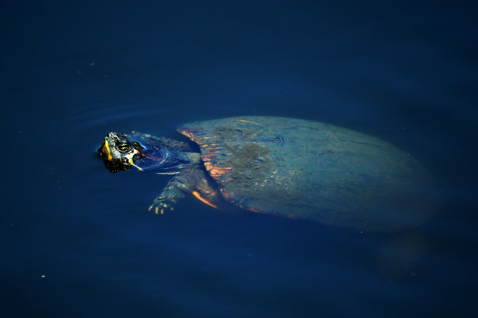 Why turtles have shells: Eunotosaurus fossil reveals shell evolution.