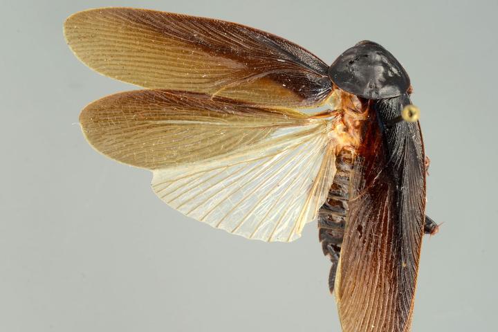 New cockroach in New York City: Asian roach spotted in High Line is ...