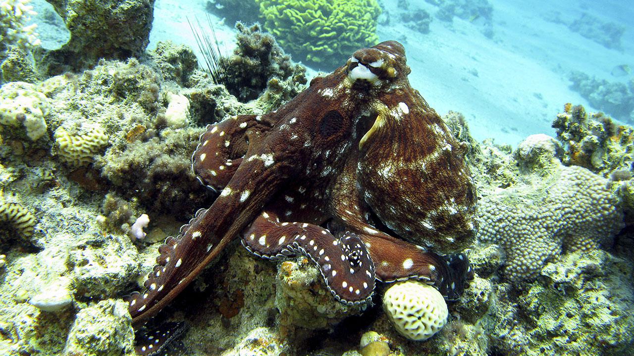 Color-changing camouflage: MIT research could let soldiers hide like an ...