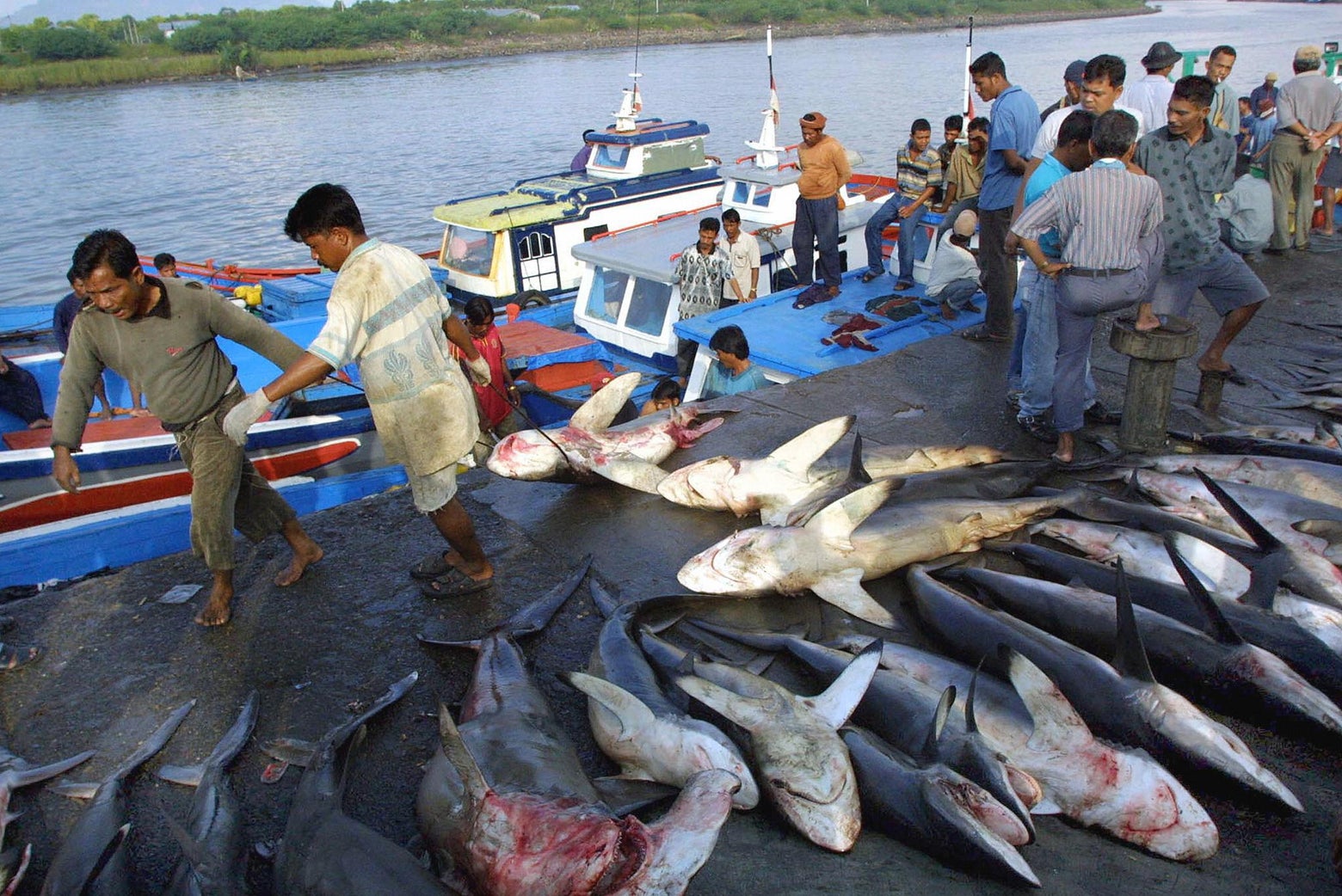 Shark fins: Report says shark-kill rate could cause extinction of some ...