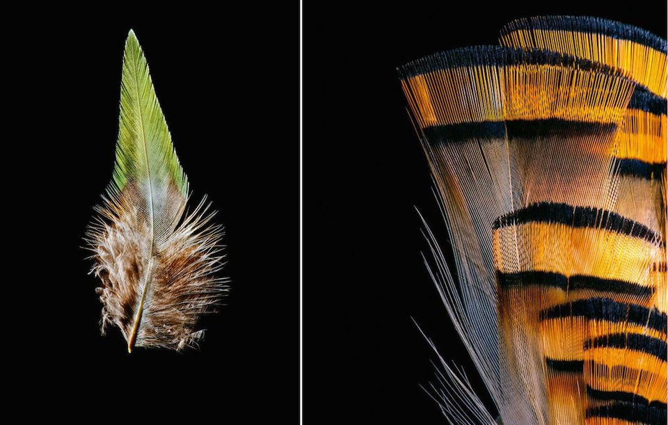 Robert Clark photographs feathers in his book Feathers: Displays of ...