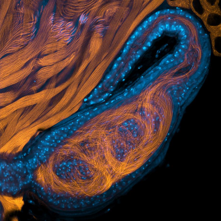 Nikon Small World competition: Photos of animal body parts.