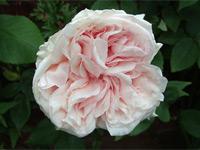 How to plant a rose garden.