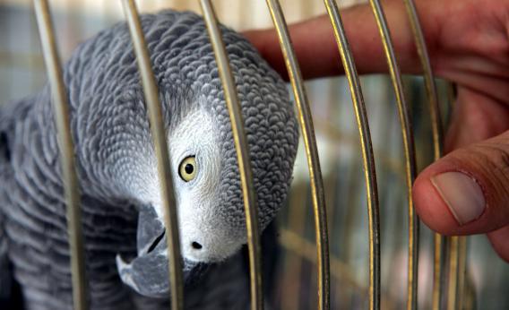 Swearing parrots: Why do parrots mimic human speech?