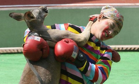 Kangaroo attack: How to protect yourself from a hopping, kicking ...