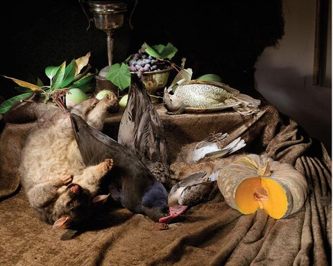 Marian Drew: Photographing still lifes of dead animals in Australia ...